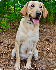 American Yellow Lab Puppies for Sale | Woody Thurman Labs