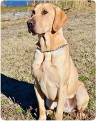 American Yellow Lab Puppies for Sale | Woody Thurman Labs